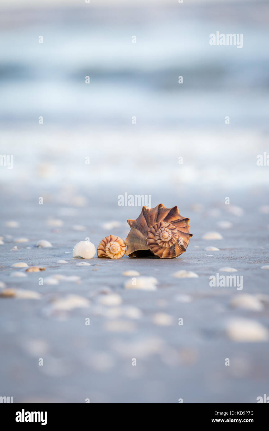 Three conch shells hi-res stock photography and images - Alamy