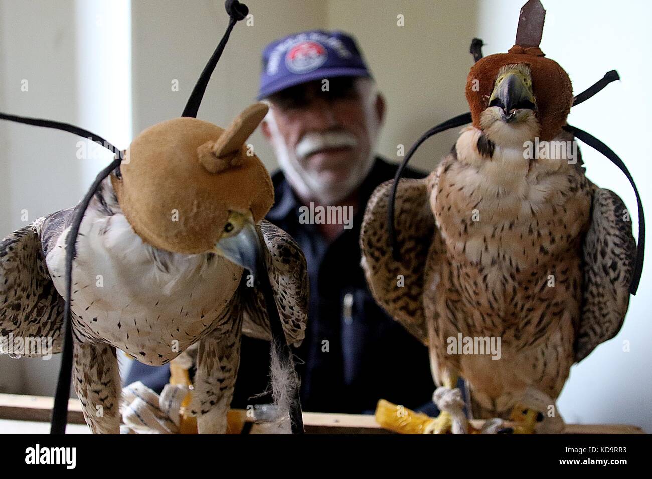 Karachi. 11th Oct, 2017. Seized falcons are seen in southern Pakistani ...