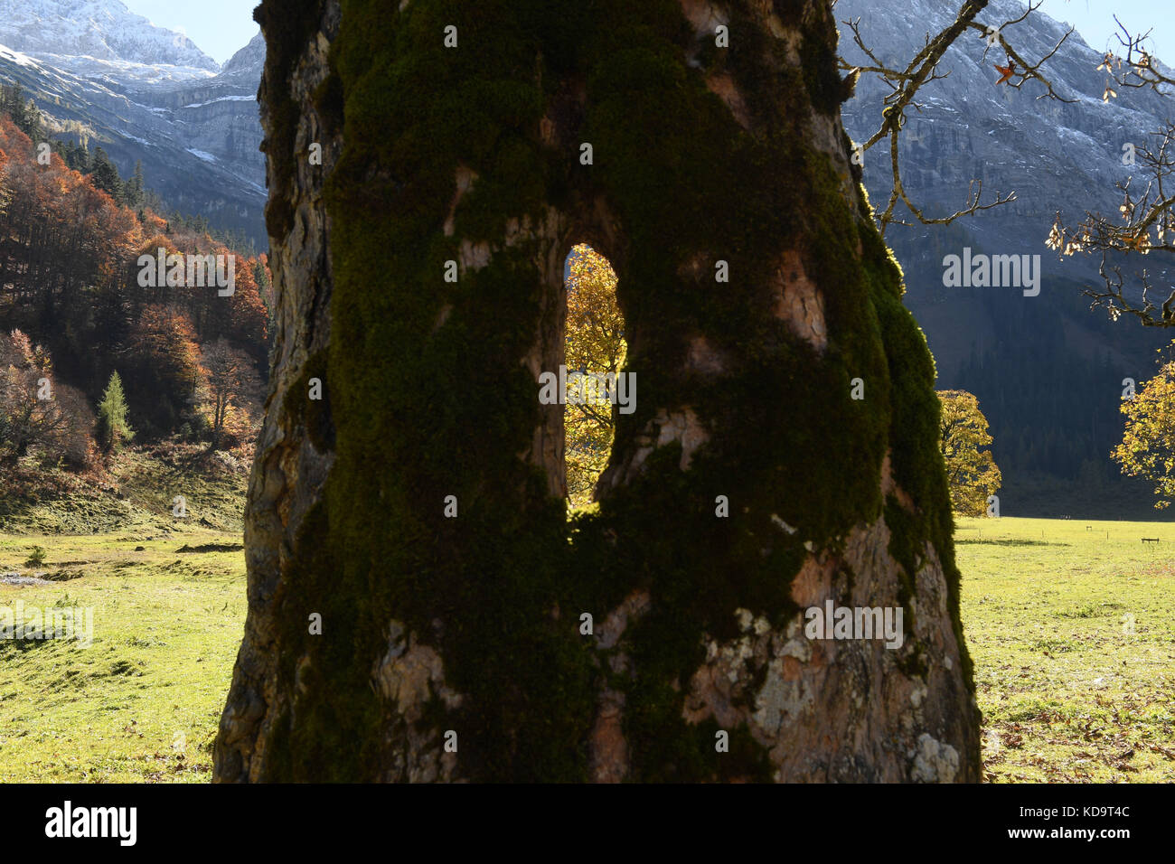 Eng, Austria. 11th Oct, 2017. A hole in a tree at the Grosser ...