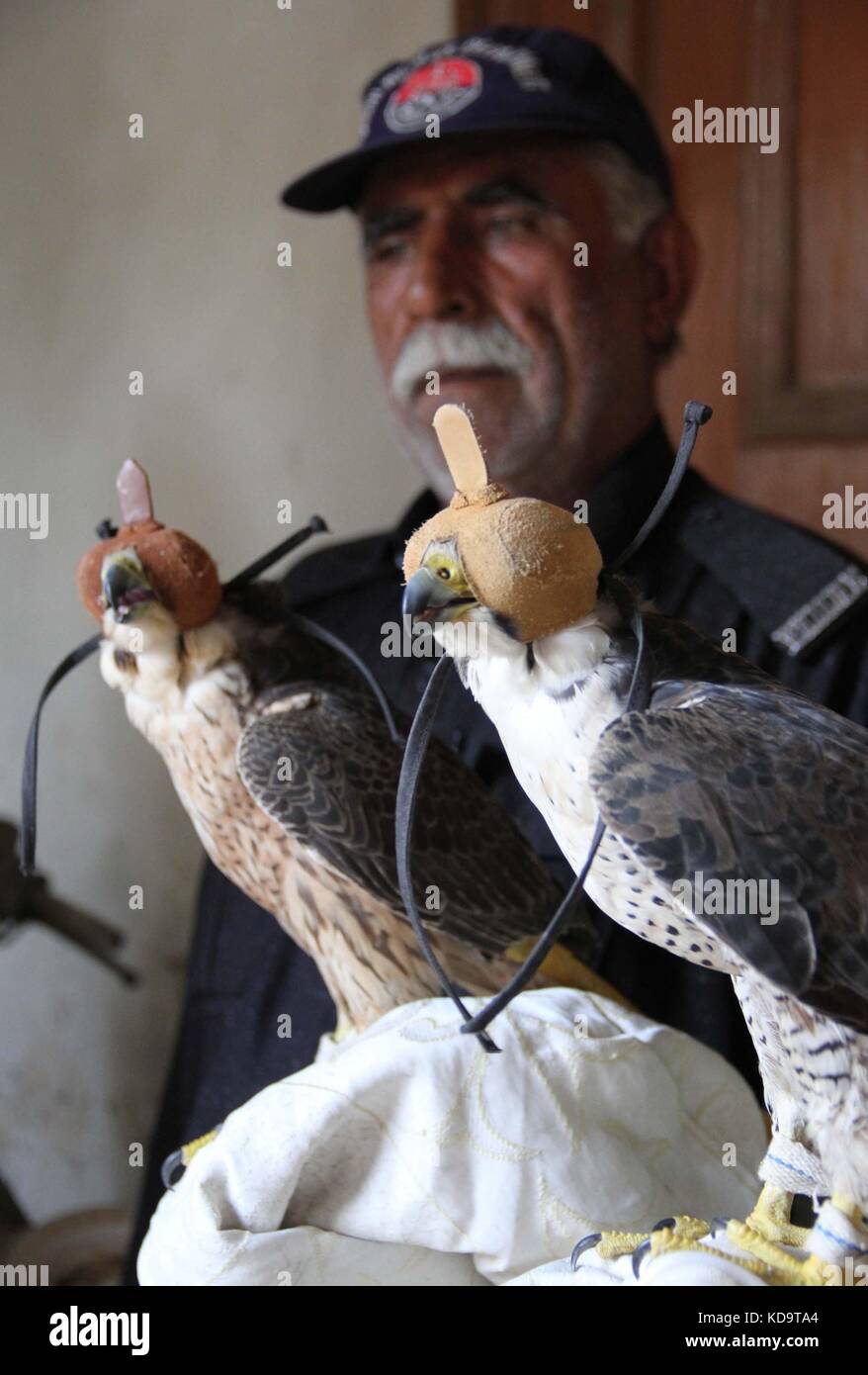 Pakistan. 11th Oct, 2017. Wildlife apprehended hawks during raid on a ...