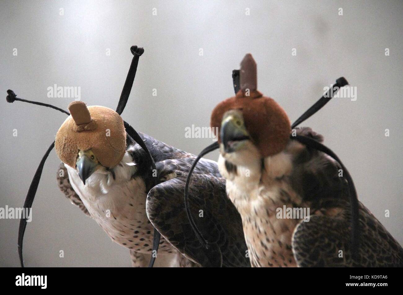 Pakistan. 11th Oct, 2017. Hawks apprehended by Sindh Wildlife being ...