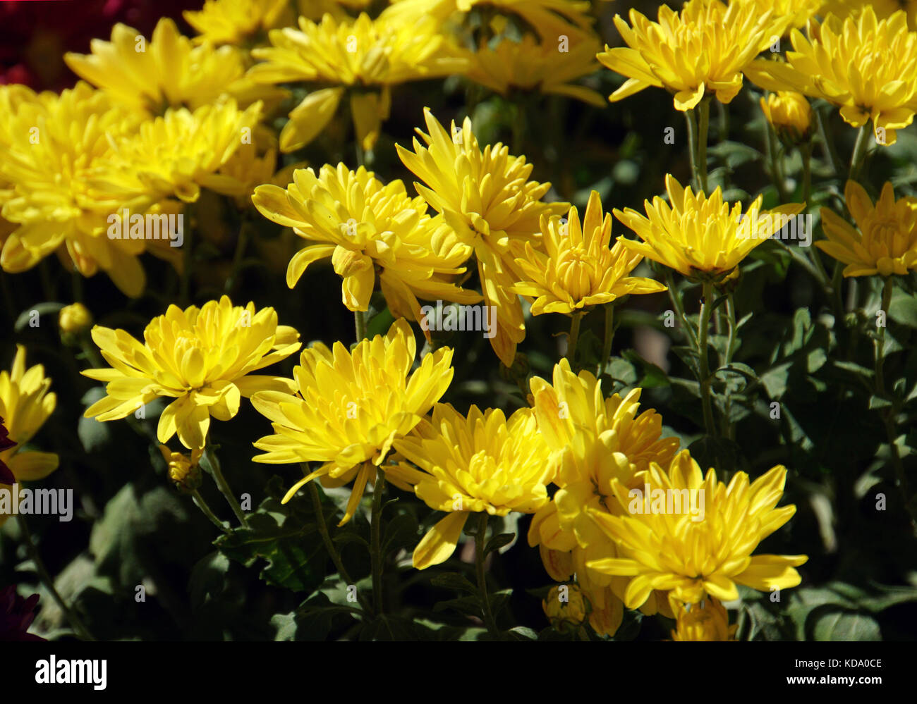 Beijing, China. 11th Oct, 2017. (EDITORIAL USE ONLY. CHINA OUT ...