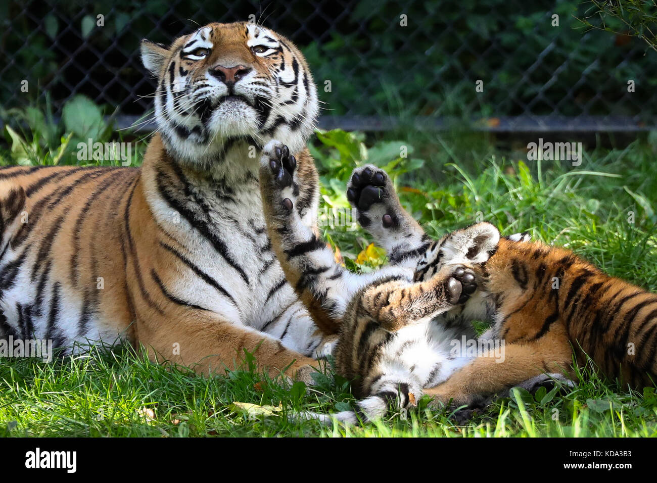 Hagenbeck, Germany. 12th Oct, 2017. Siberian tiger puppies exploring ...