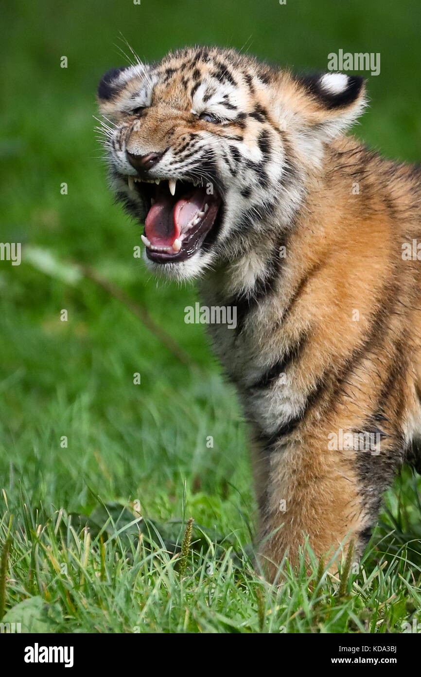 Hagenbeck, Germany. 12th Oct, 2017. A siberian tiger puppy hisses ...