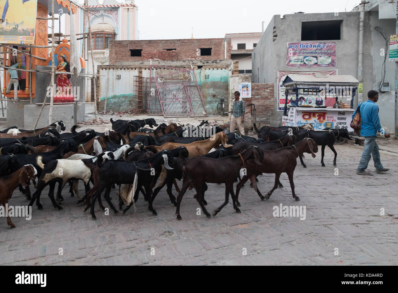 Indian goats hi-res stock photography and images - Alamy