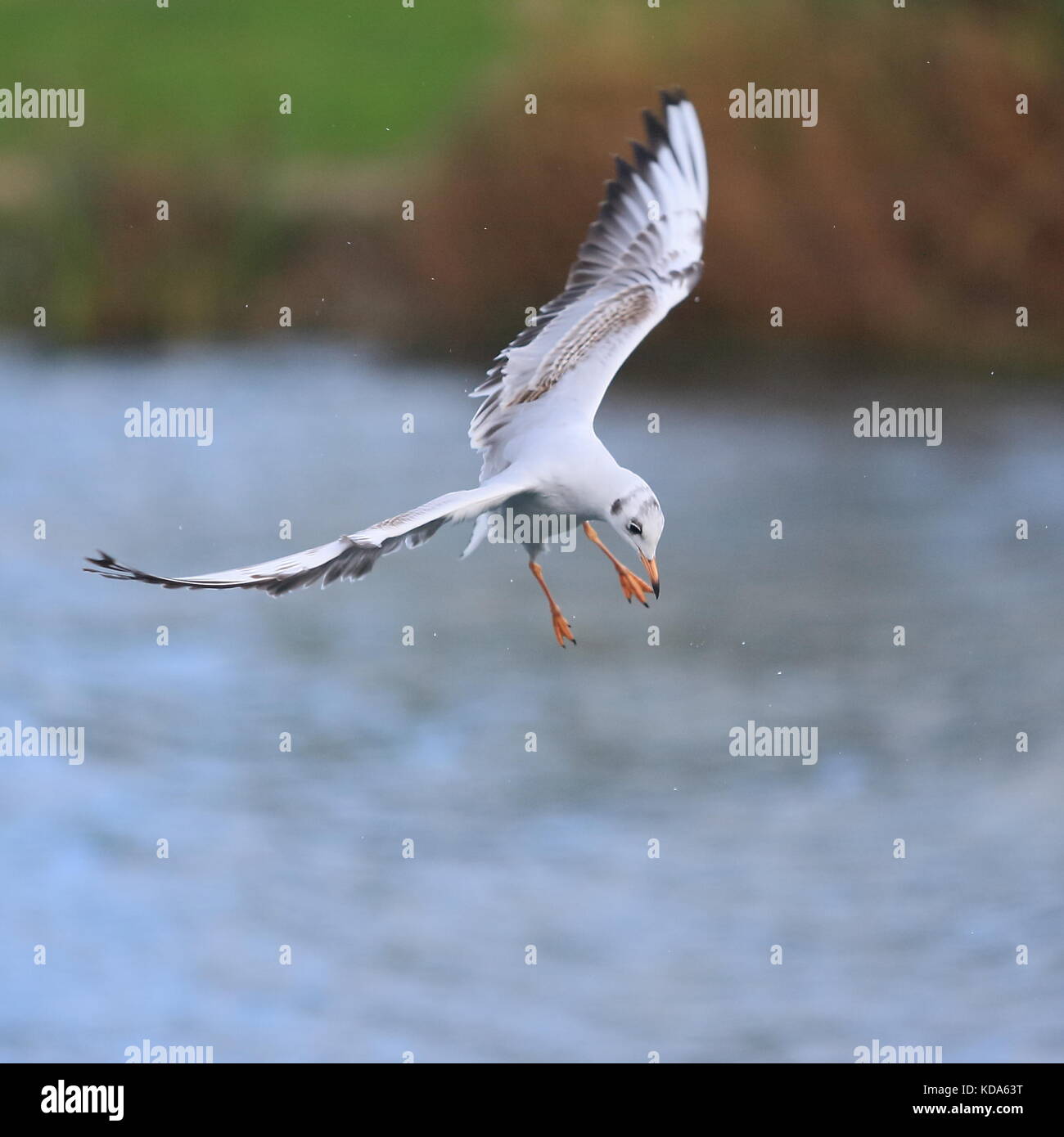Buckinghamshire 12th October 2017. UK Wildlife, Birds take to the air ...