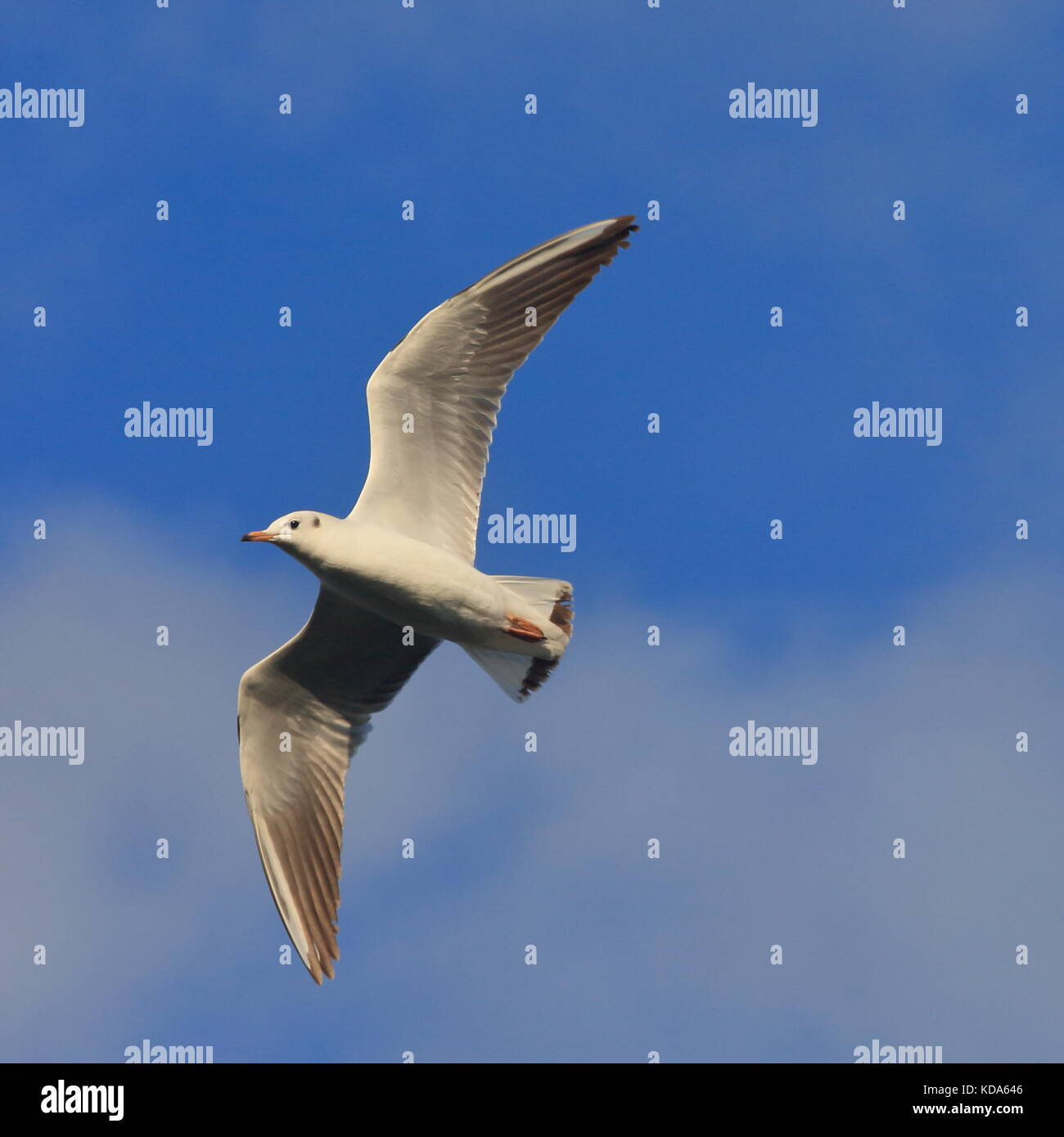 Buckinghamshire 12th October 2017. UK Wildlife, Birds take to the air ...