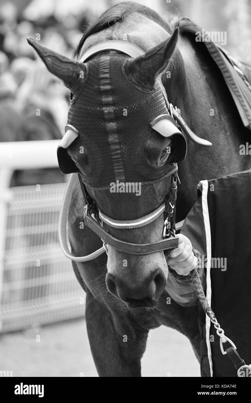 Race horse head with blinkers. Paddock area. Vertical Stock Photo - Alamy