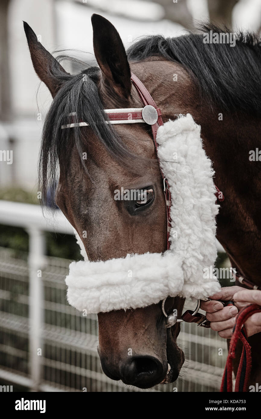 Race horse head ready to run. Paddock area. Vertical Stock Photo - Alamy