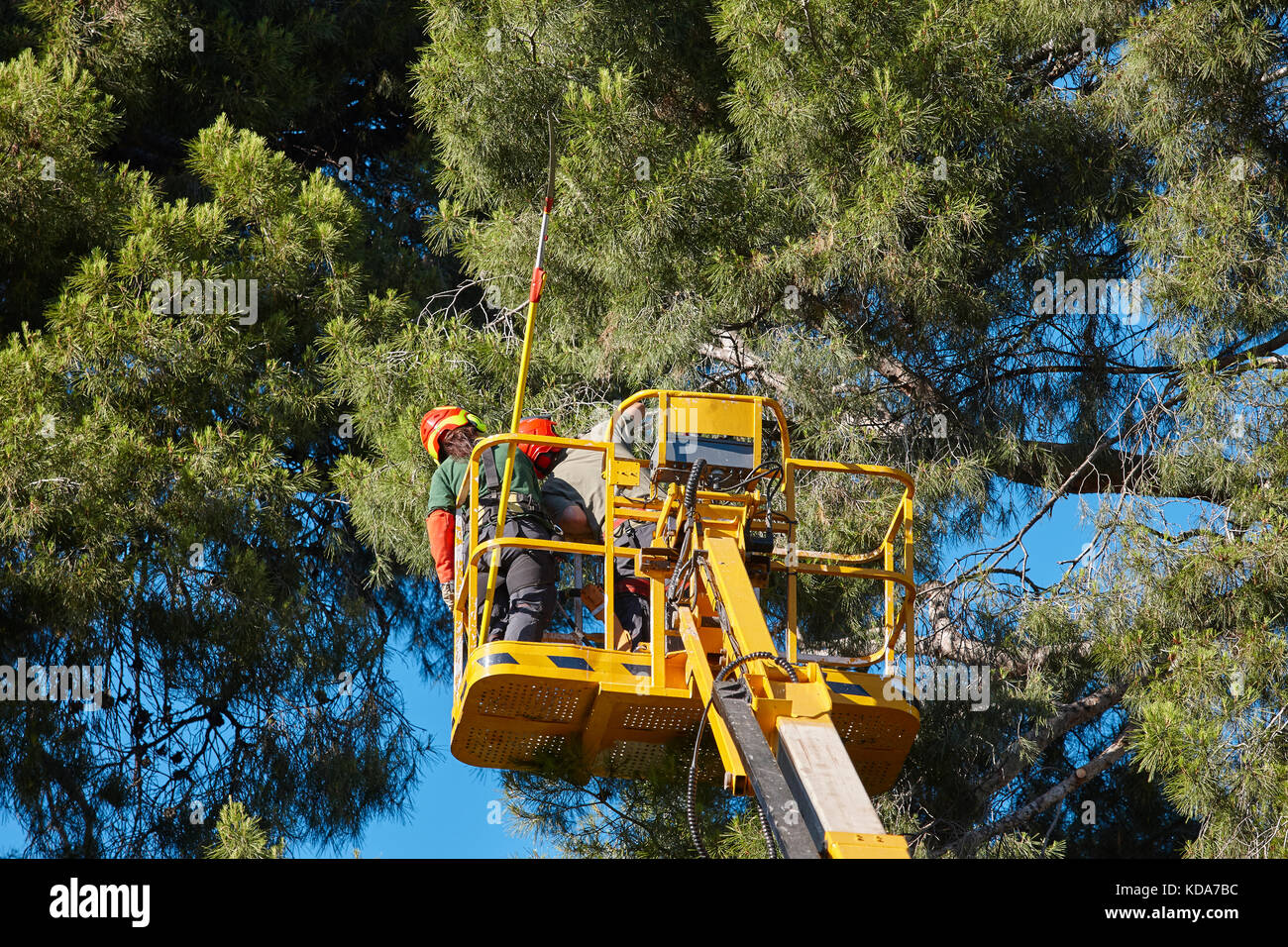 Tree work, pruning operations. Crane and pine wood forest Stock Photo ...