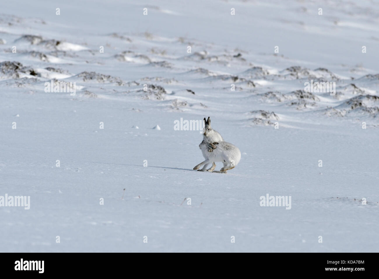 Mountain hare (Lepus timidus) UK Stock Photo - Alamy