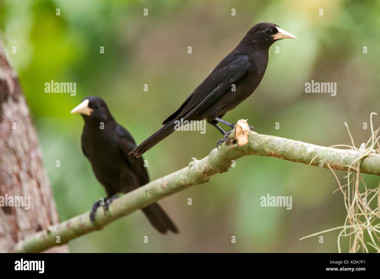 "Guaxe (Cacicus haemorrhous) fotografado em Linhares, Espírito Santo ...