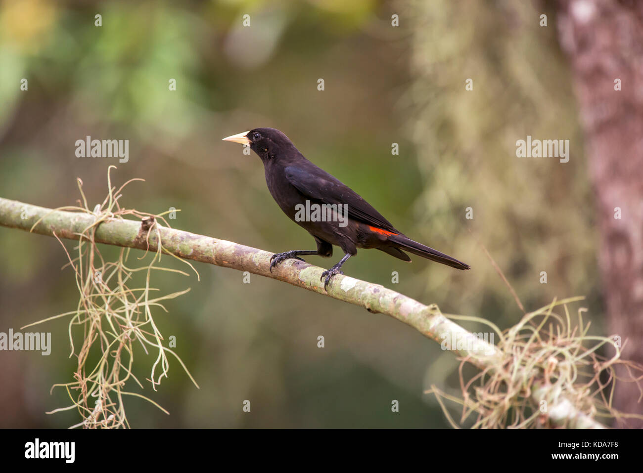 "Guaxe (Cacicus haemorrhous) fotografado em Linhares, Espírito Santo ...