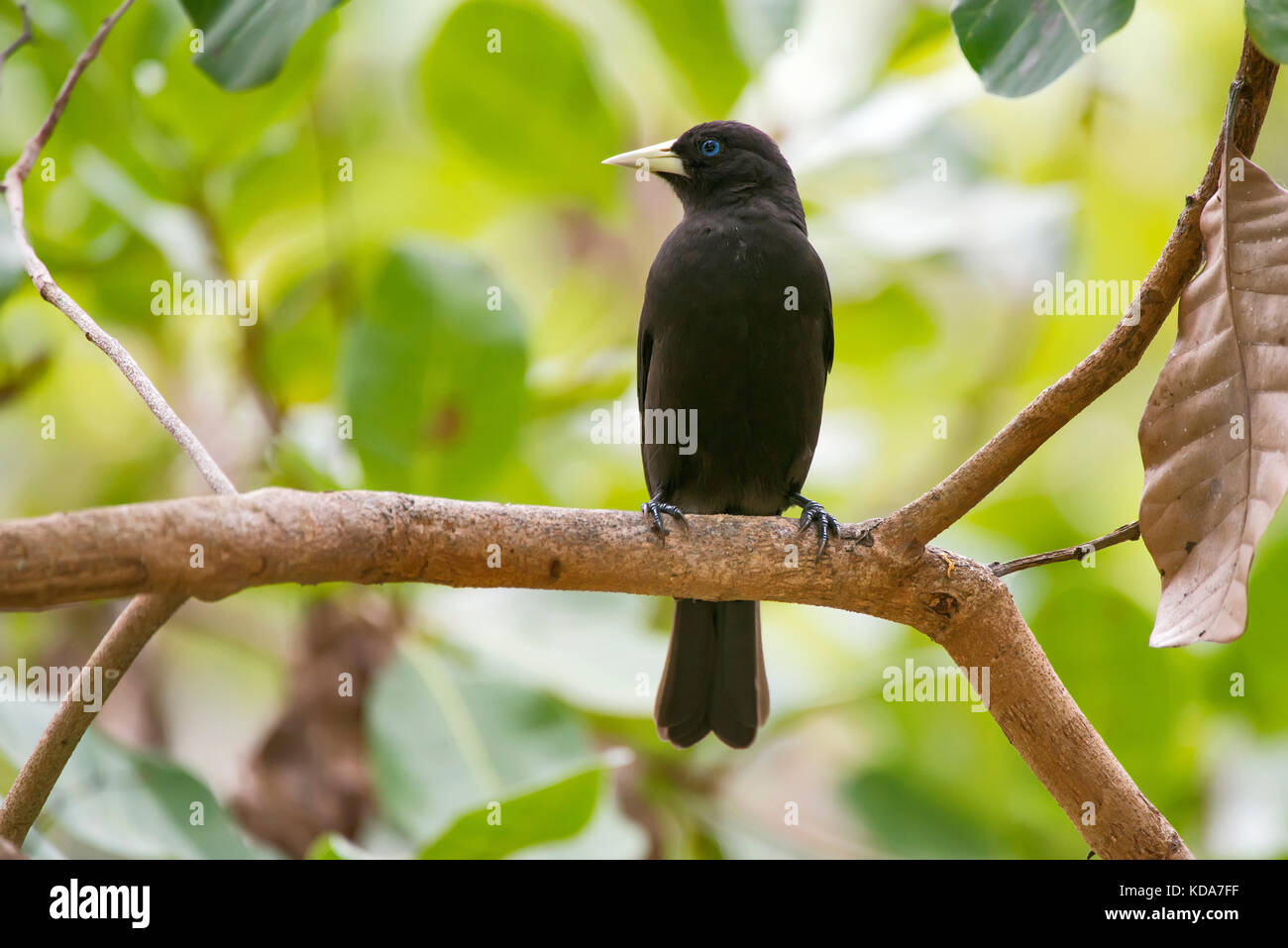 "Guaxe (Cacicus haemorrhous) fotografado em Linhares, Espírito Santo ...