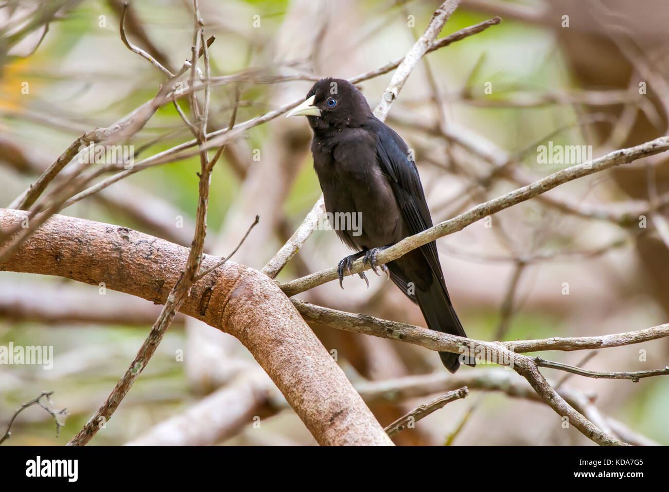 "Guaxe (Cacicus haemorrhous) fotografado em Linhares, Espírito Santo ...