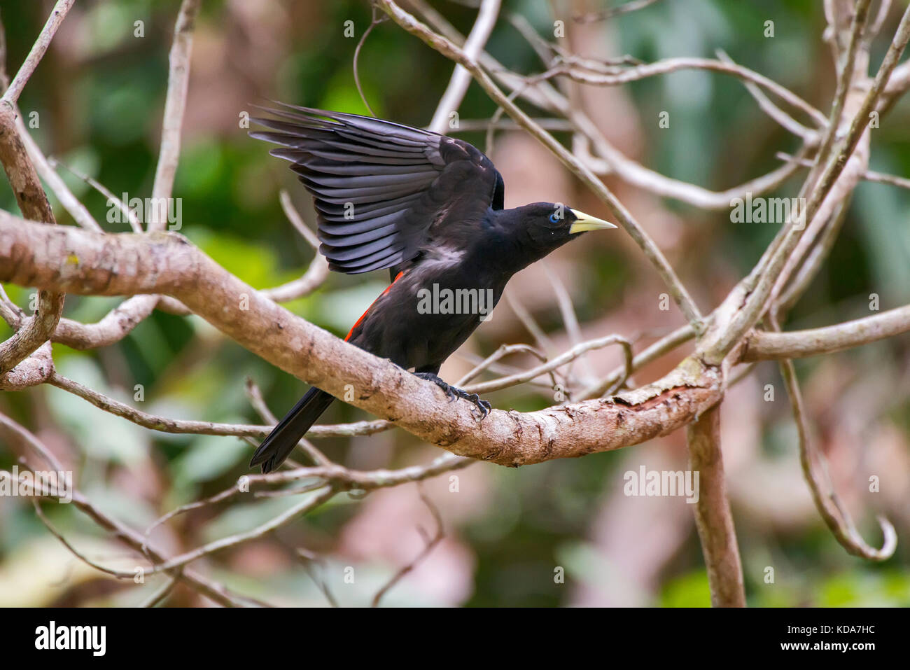 "Guaxe (Cacicus haemorrhous) fotografado em Linhares, Espírito Santo ...