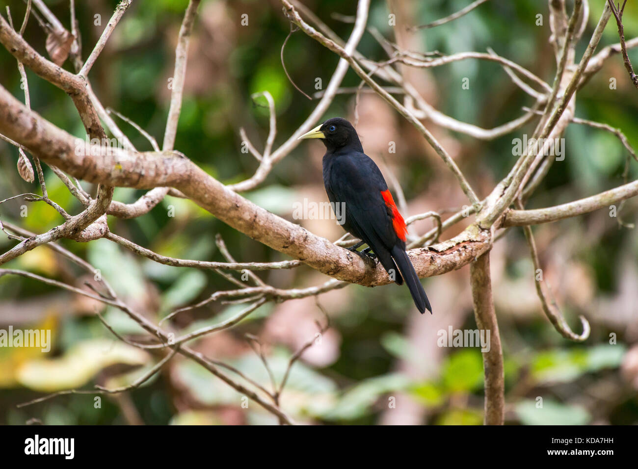 "Guaxe (Cacicus haemorrhous) fotografado em Linhares, Espírito Santo ...