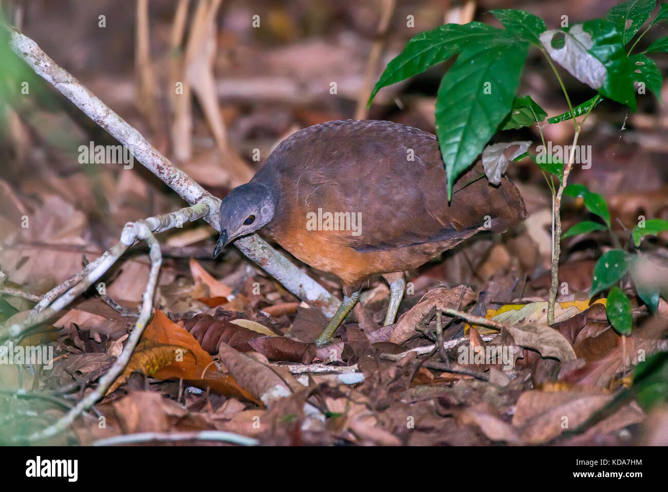 "Tururim (Crypturellus soui) fotografado em Linhares, Espírito Santo ...