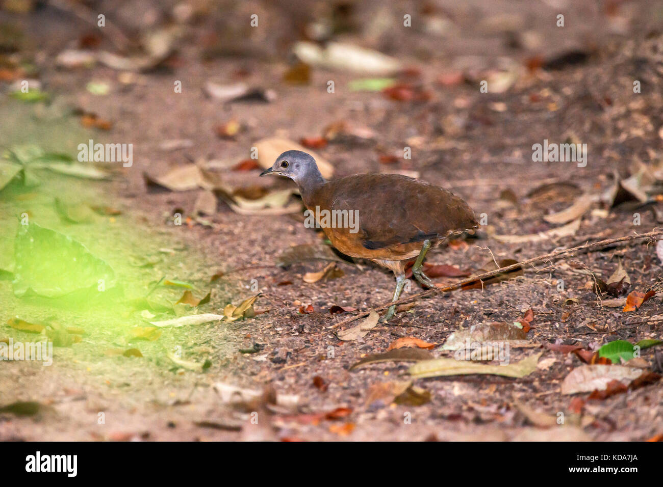 "Tururim (Crypturellus soui) fotografado em Linhares, Espírito Santo ...