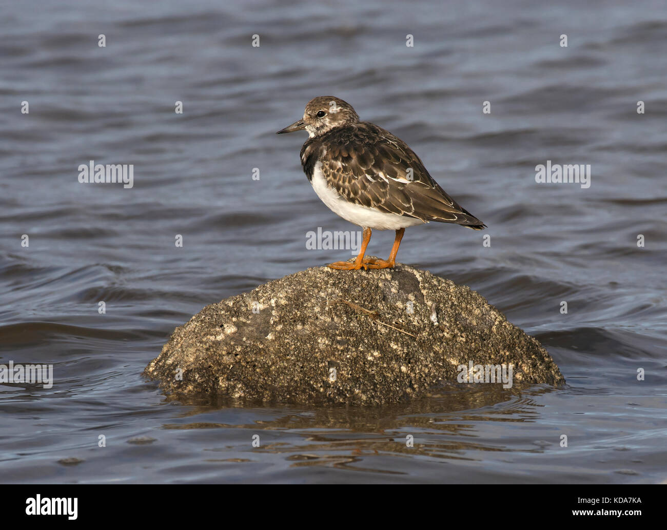 Knott end on sea hi-res stock photography and images - Alamy