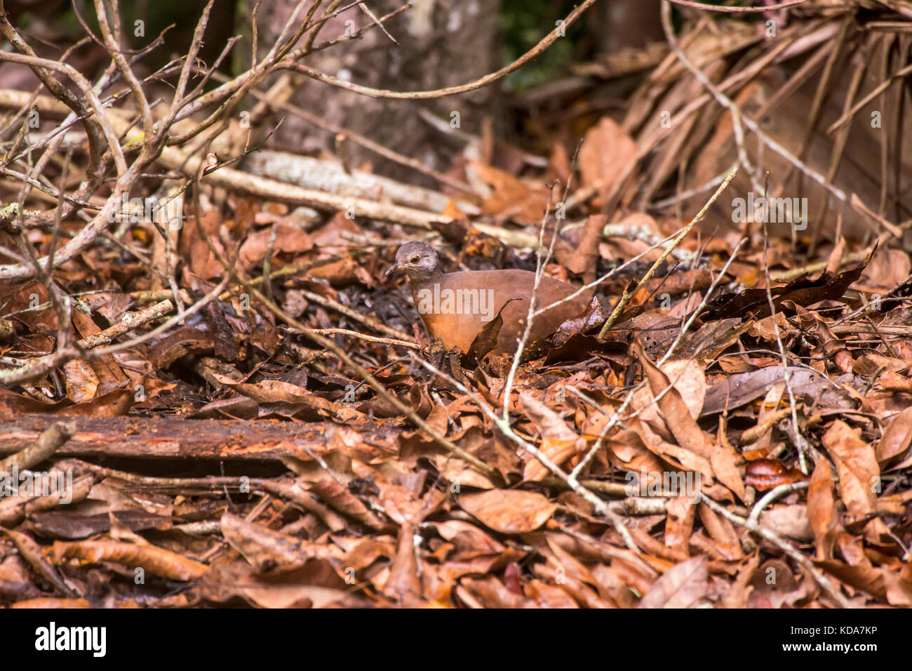 "Tururim (Crypturellus soui) fotografado em Linhares, Espírito Santo ...