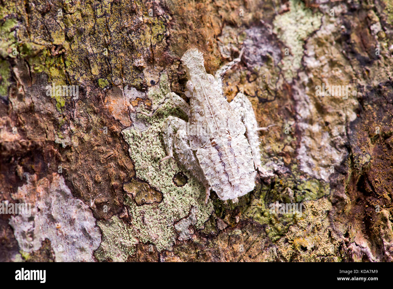 "Inseto (artropode) fotografado em Linhares, Espírito Santo - Sudeste ...