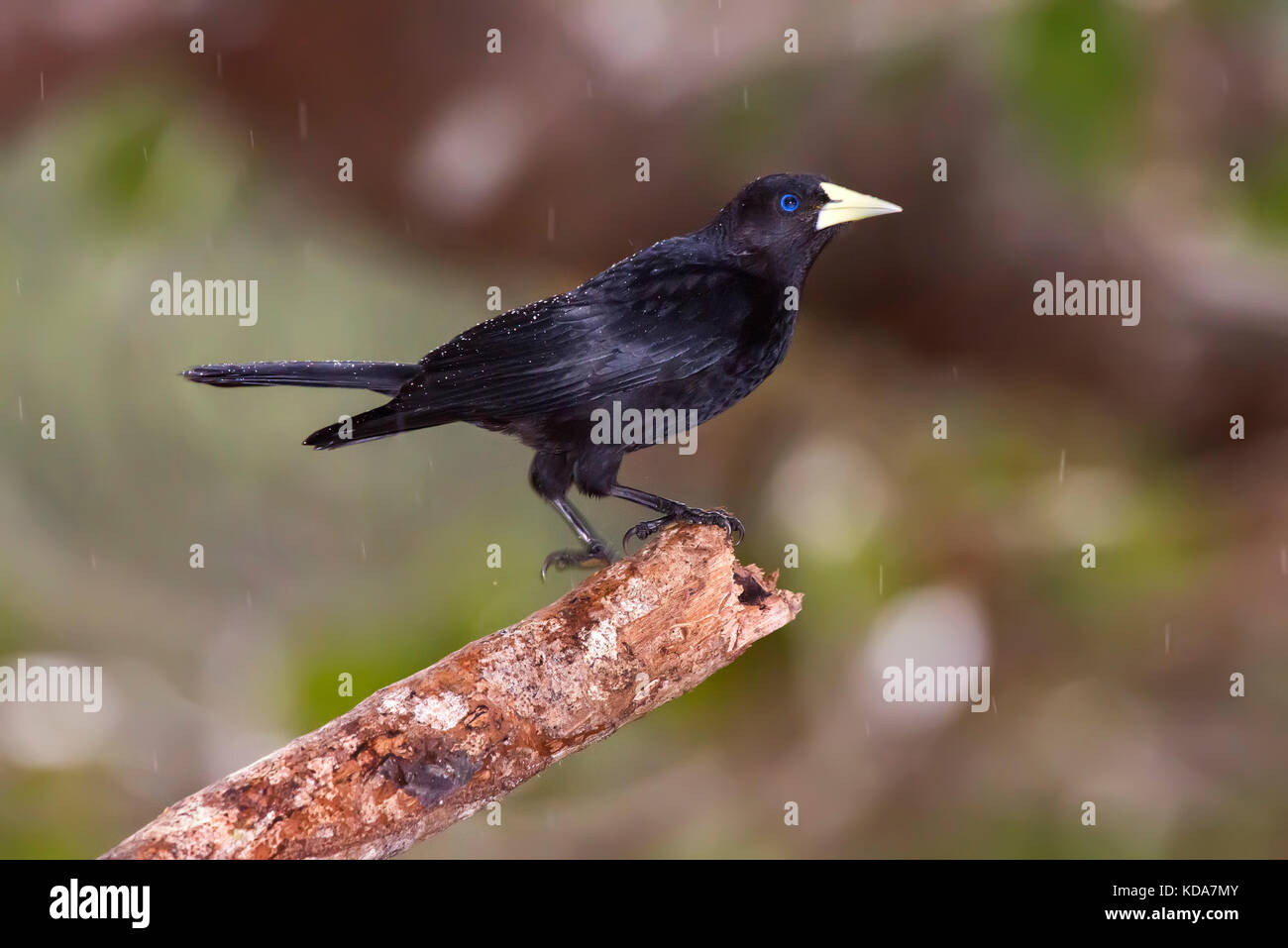 "Guaxe (Cacicus haemorrhous) fotografado em Linhares, Espírito Santo ...