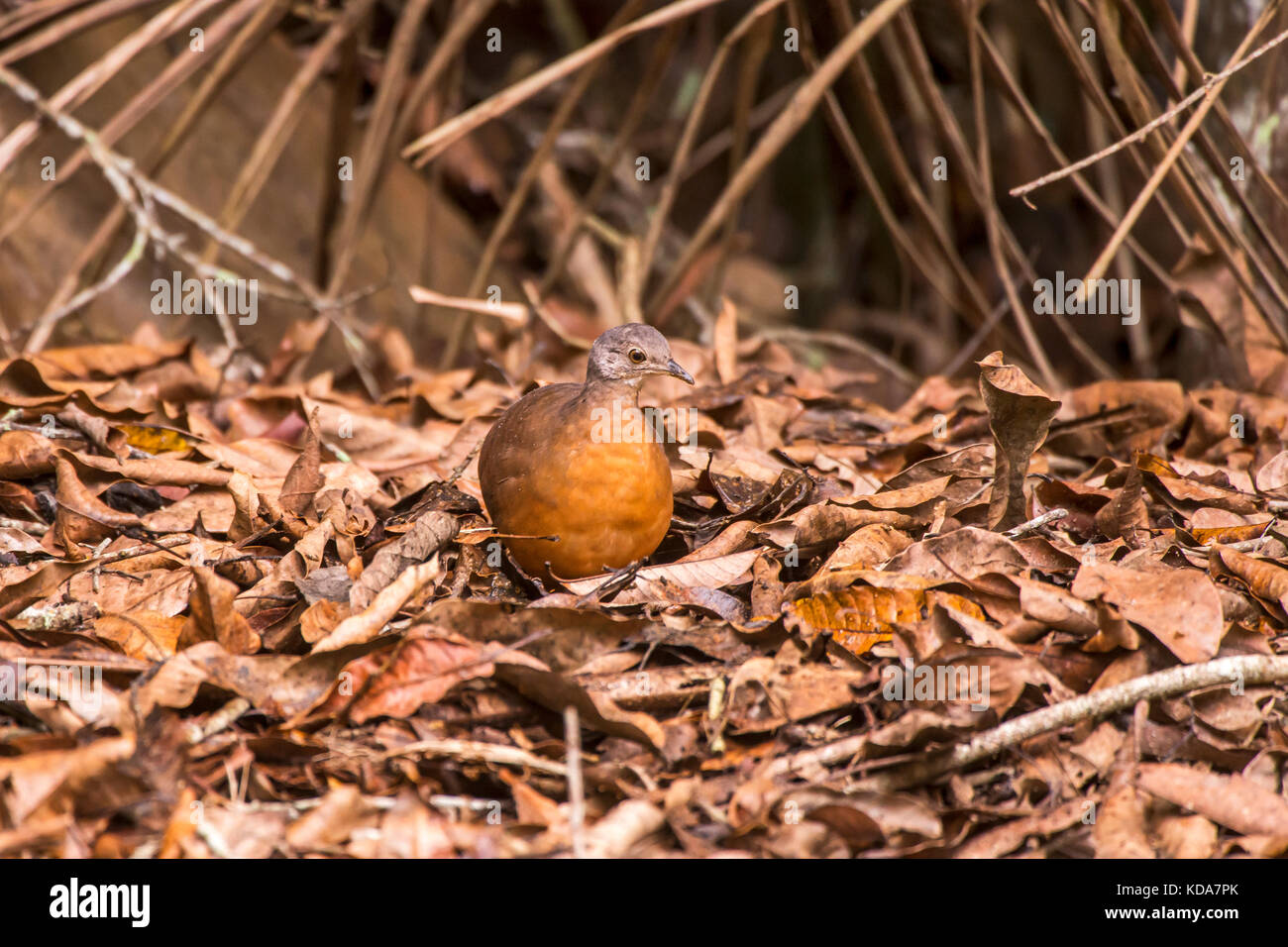 "Tururim (Crypturellus soui) fotografado em Linhares, Espírito Santo ...