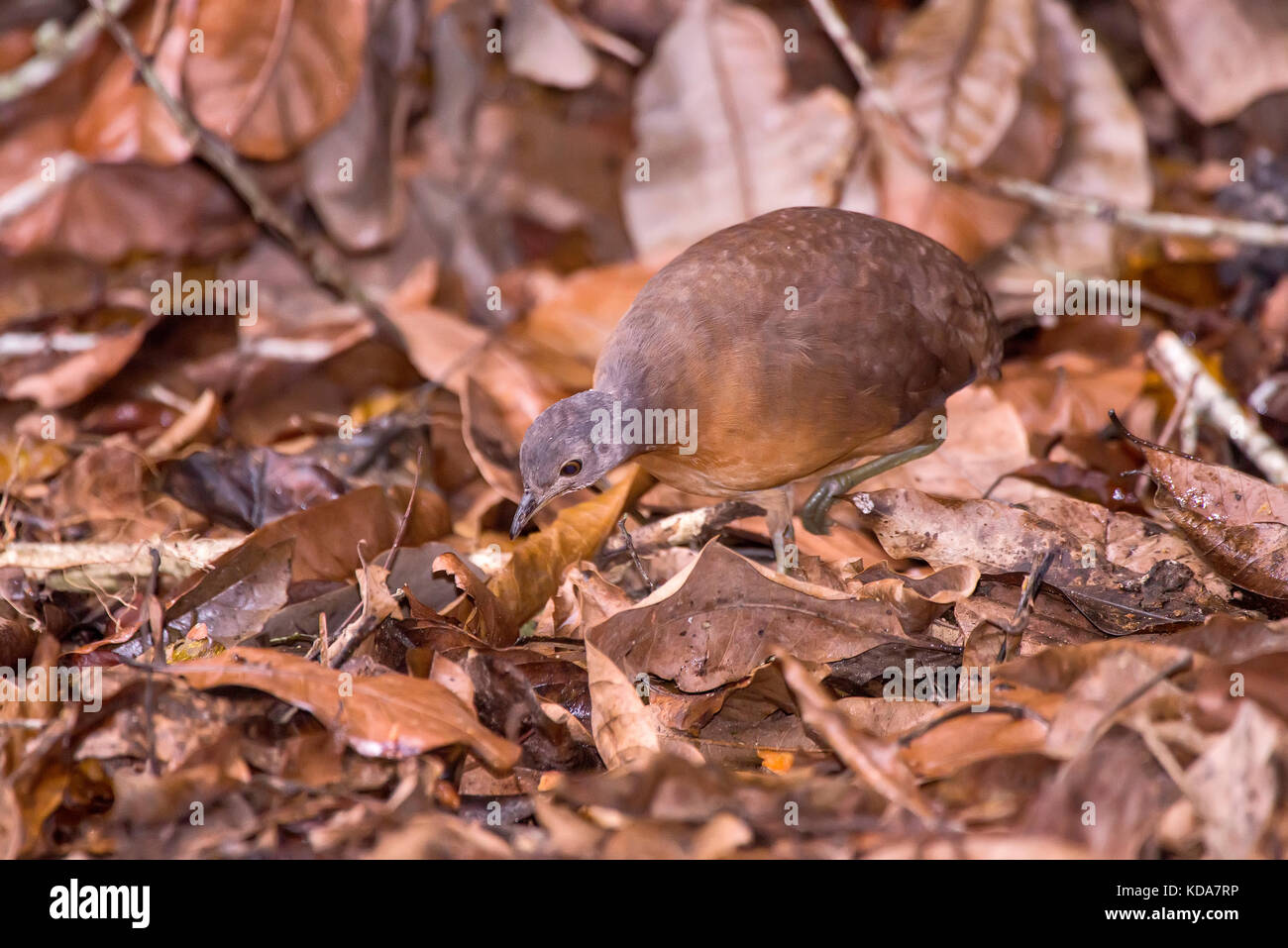 "Tururim (Crypturellus soui) fotografado em Linhares, Espírito Santo ...