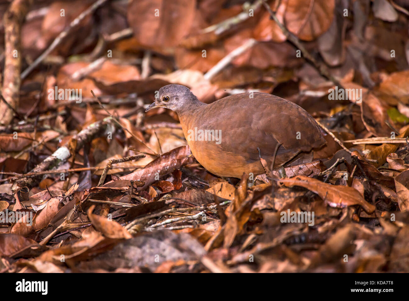"Tururim (Crypturellus soui) fotografado em Linhares, Espírito Santo ...