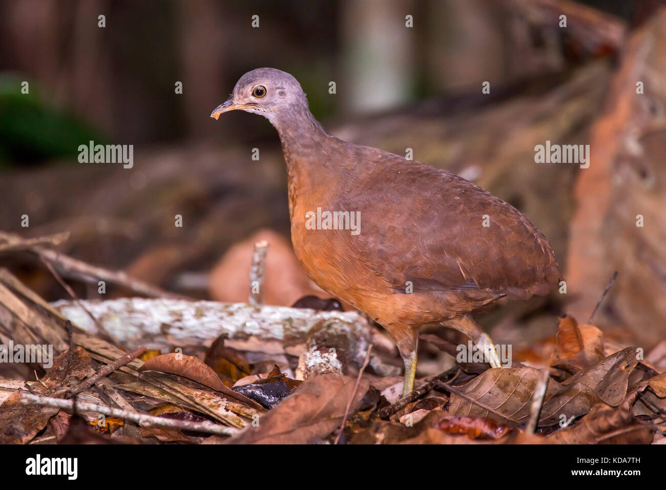 "Tururim (Crypturellus soui) fotografado em Linhares, Espírito Santo ...