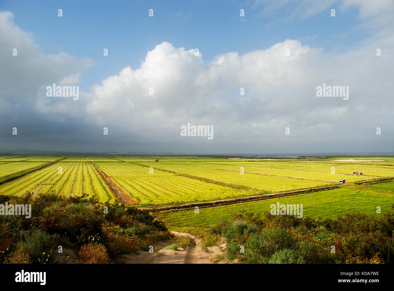 Rice fields. Comporta, Alentejo. Portugal Stock Photo - Alamy