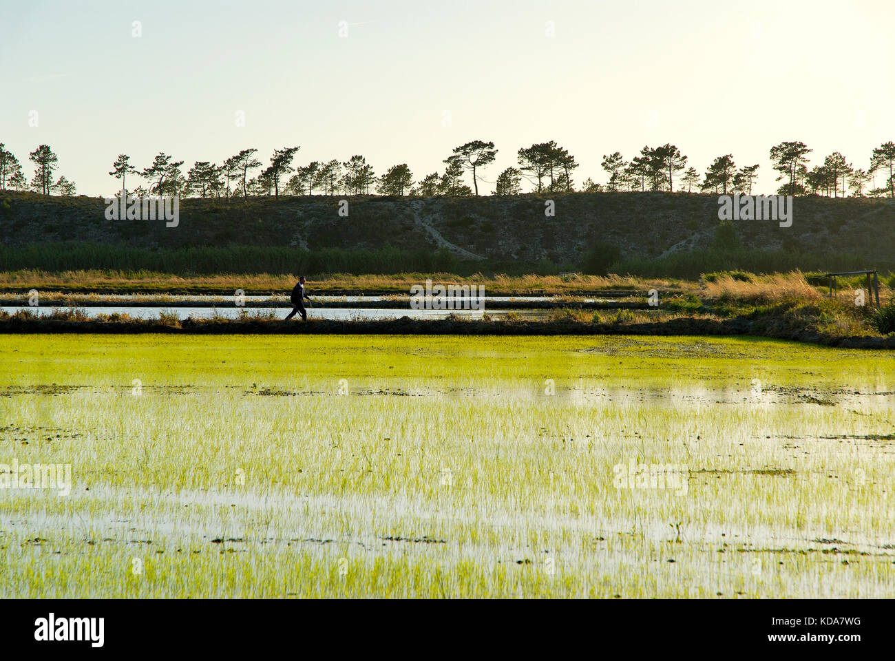 Rice fields. Comporta, Alentejo. Portugal Stock Photo - Alamy