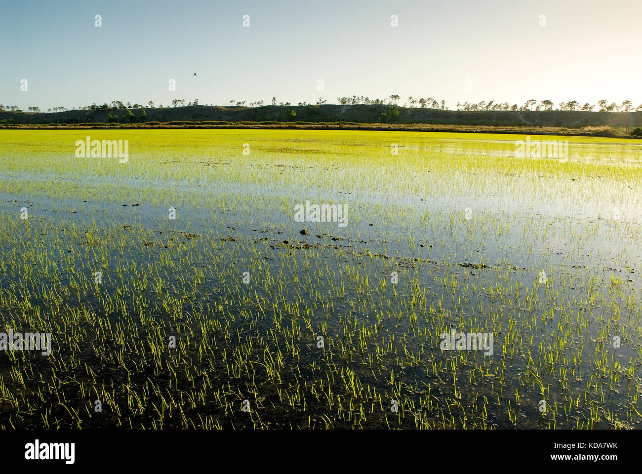 Comporta rice fields hi-res stock photography and images - Alamy