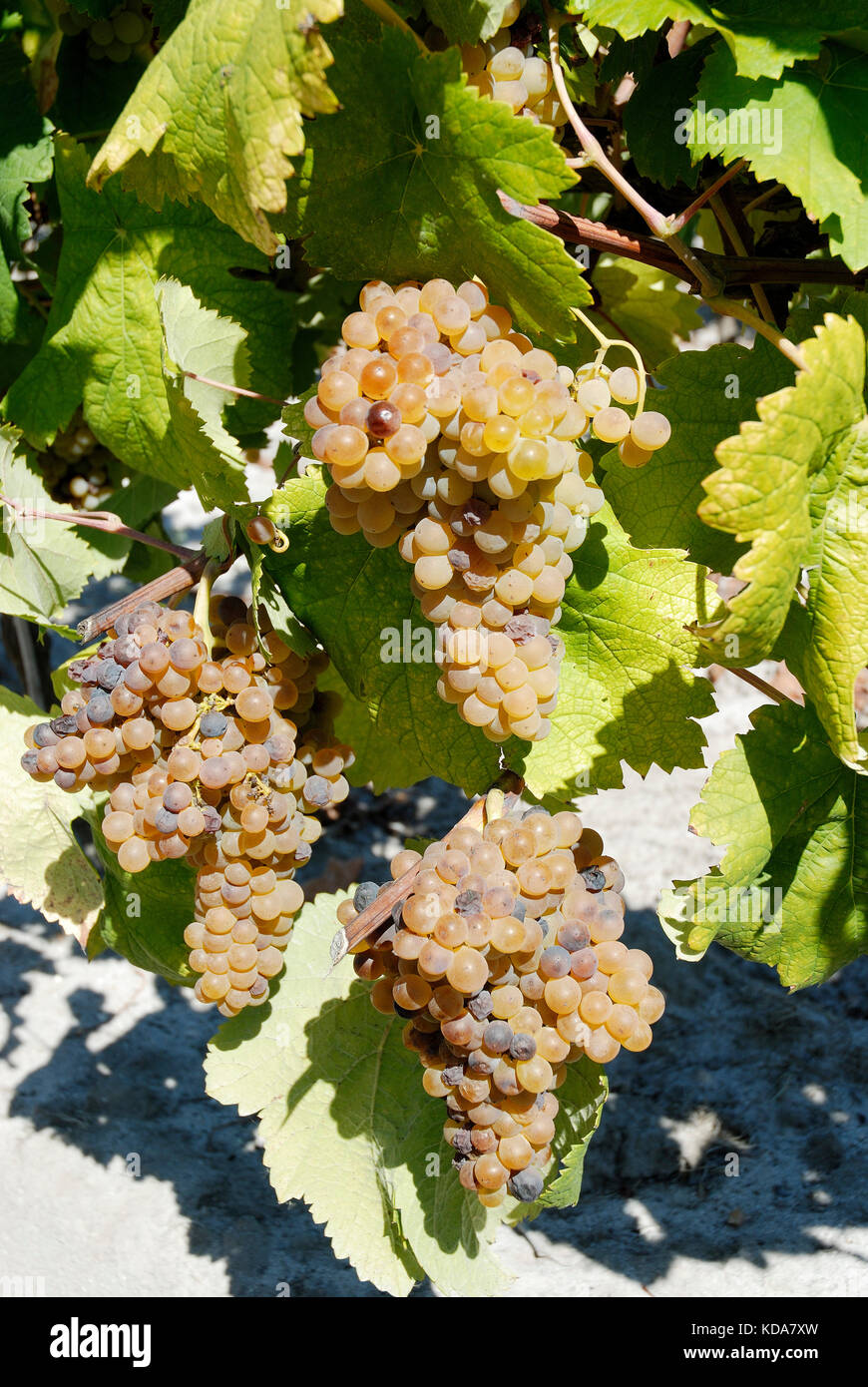 Grapes of the varietal Arinto. Comporta, Alentejo, Portugal Stock Photo ...