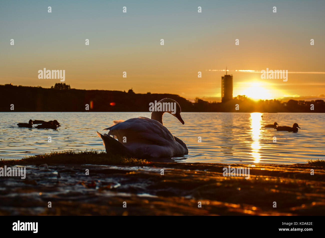 Swan in sunset Stock Photo - Alamy