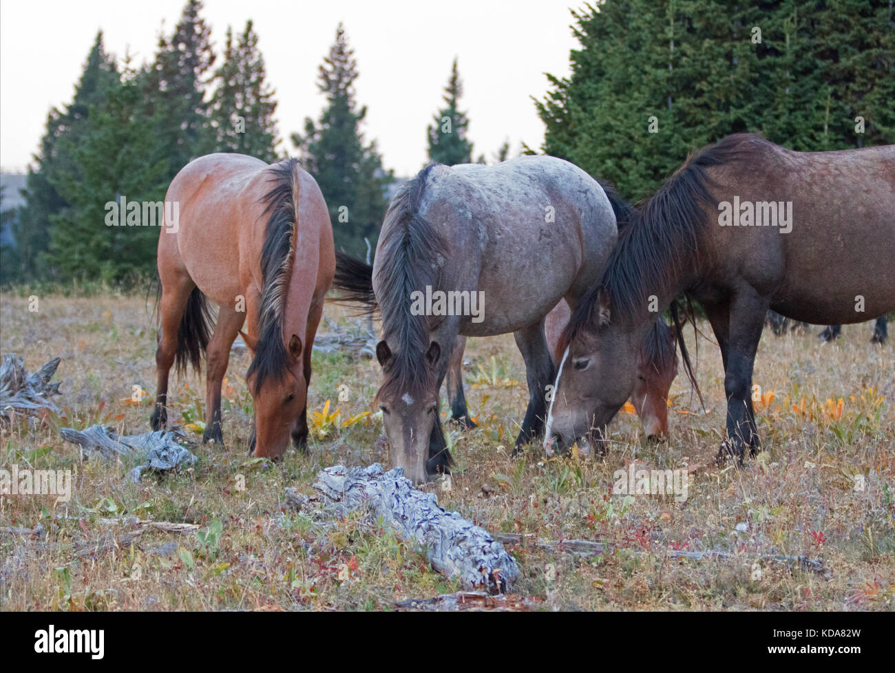 Dead horse bay hi-res stock photography and images - Alamy