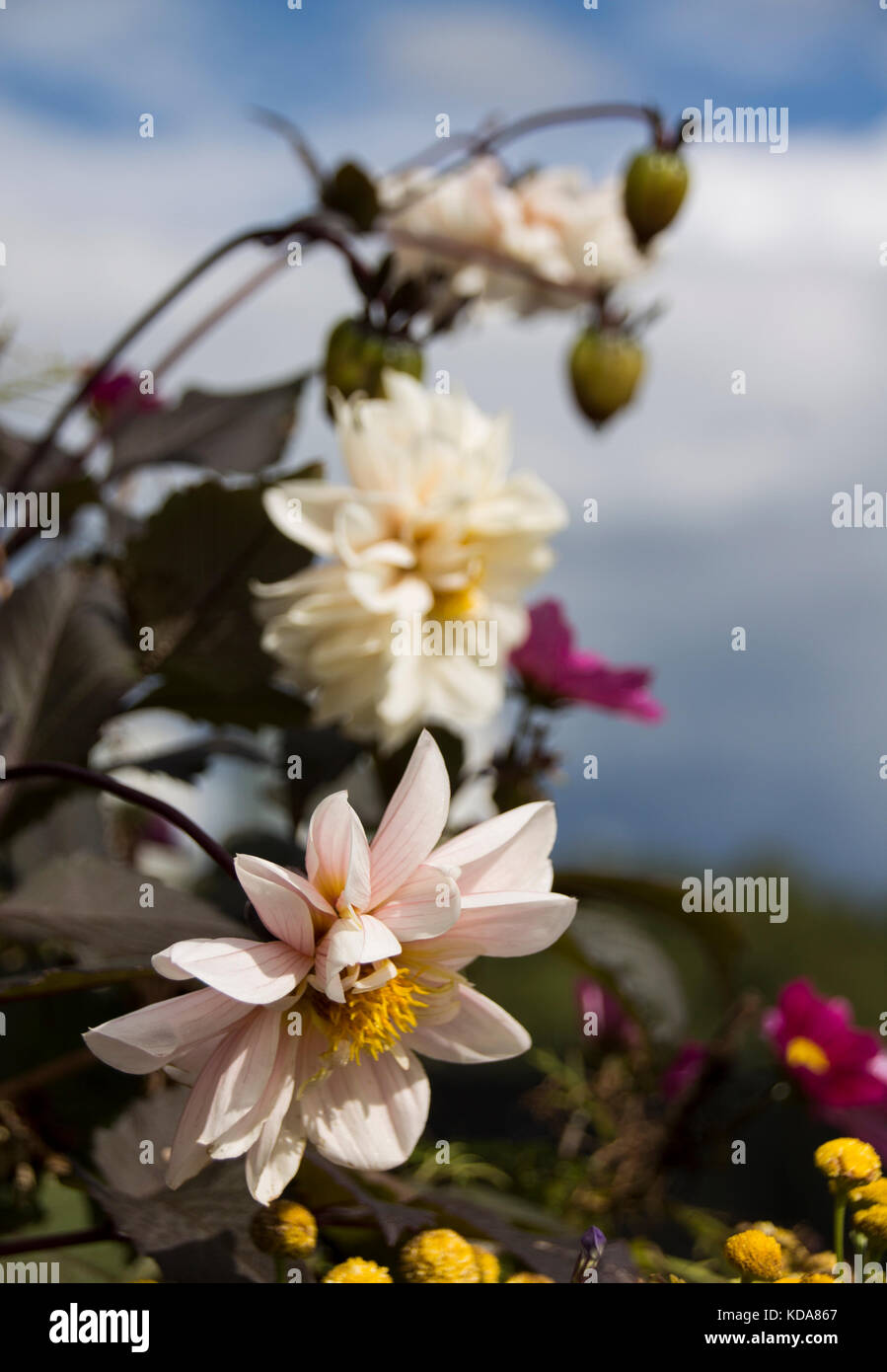 Shallow Depth of Field, Flowers, Seasons, Summer, Spring, Blue Skies ...