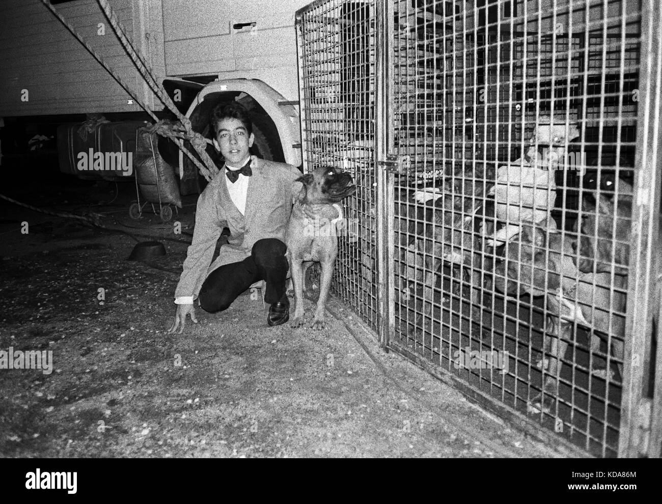 Circus Dogs Black and White Stock Photos & Images - Alamy