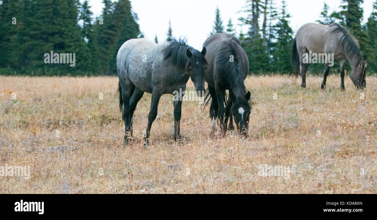 Wild Horses in Montana United States - Blue roan mare and Black ...
