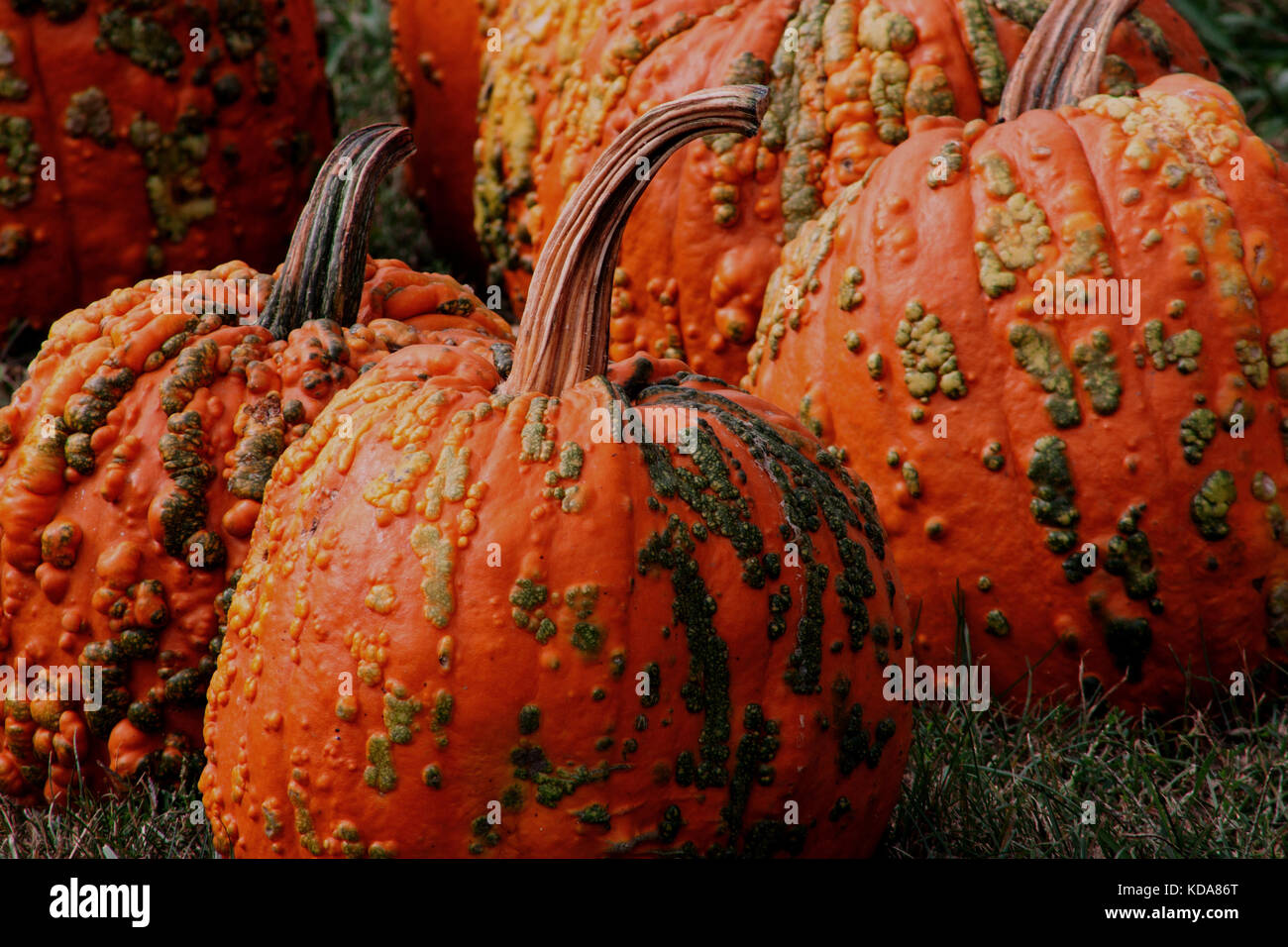Red warties hi-res stock photography and images - Alamy