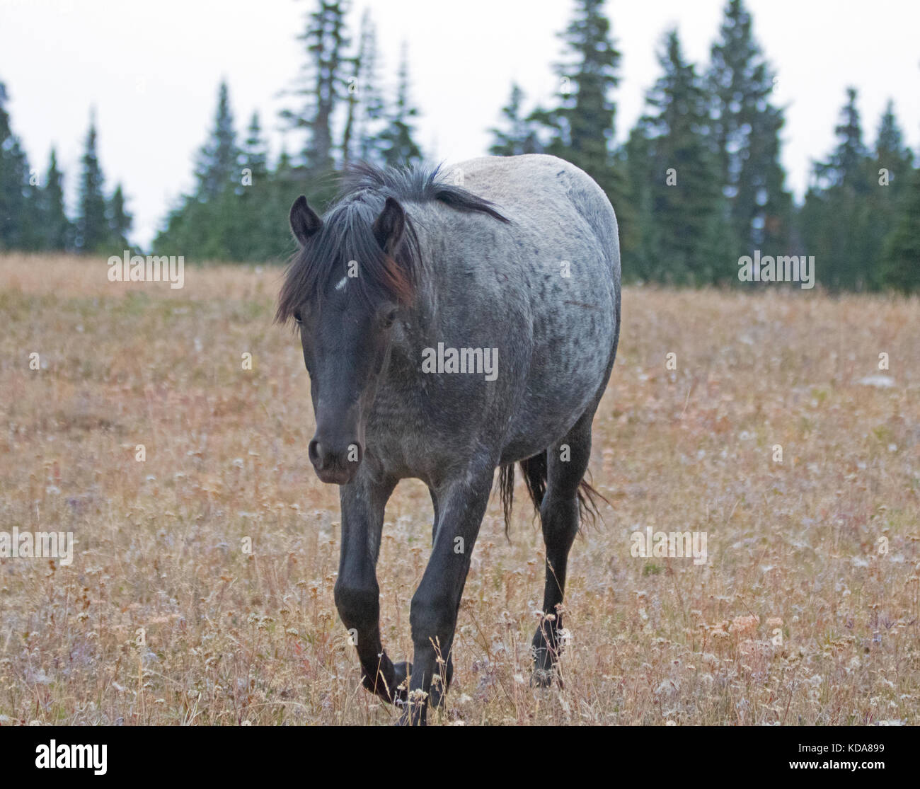Wild horse mustang blue roan hi-res stock photography and images - Alamy