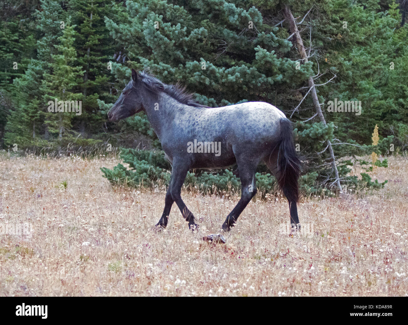 Wild Horse Mustang Blue Roan High Resolution Stock Photography and ...