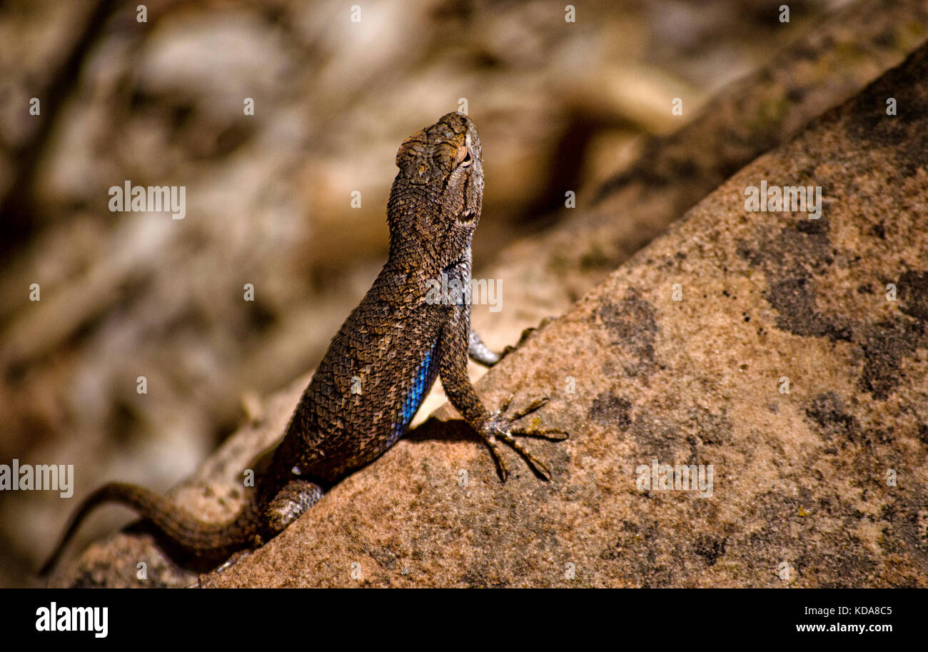 Close up of Lizard Stock Photo - Alamy