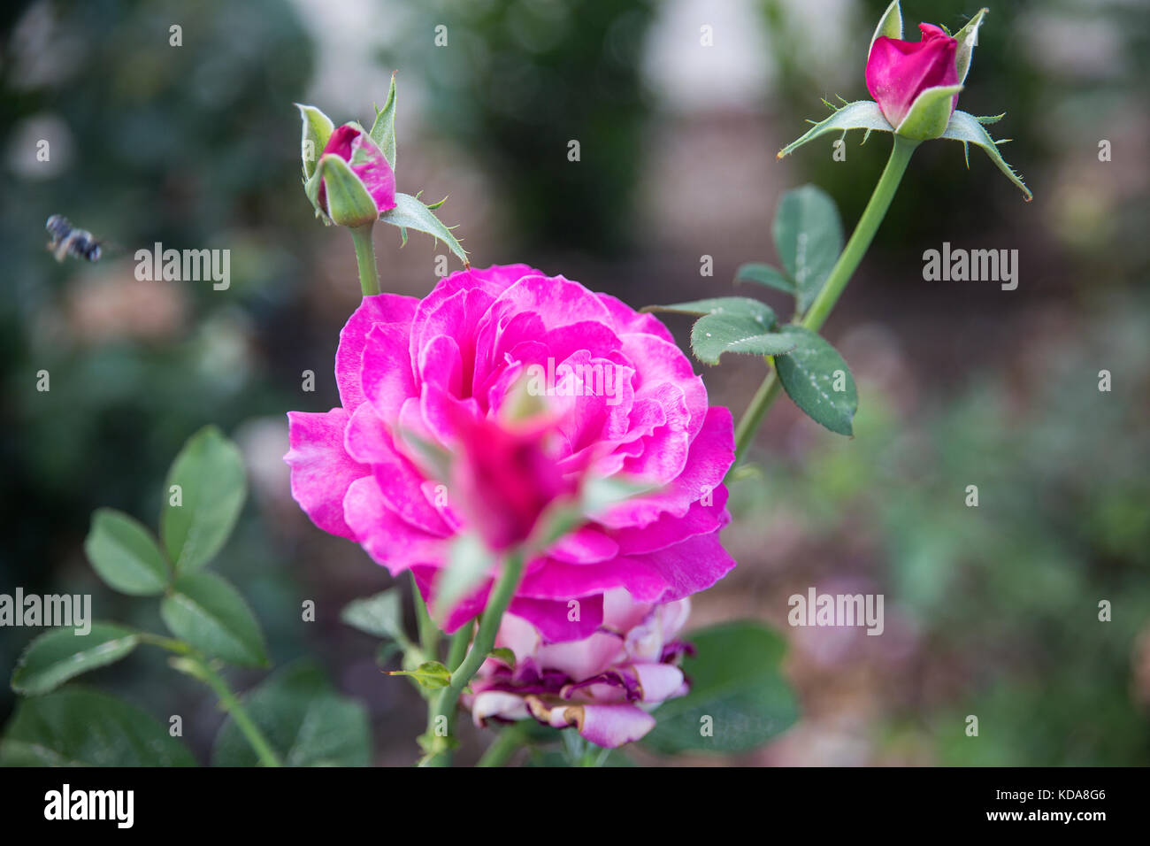 Rose blooming season hi-res stock photography and images - Alamy