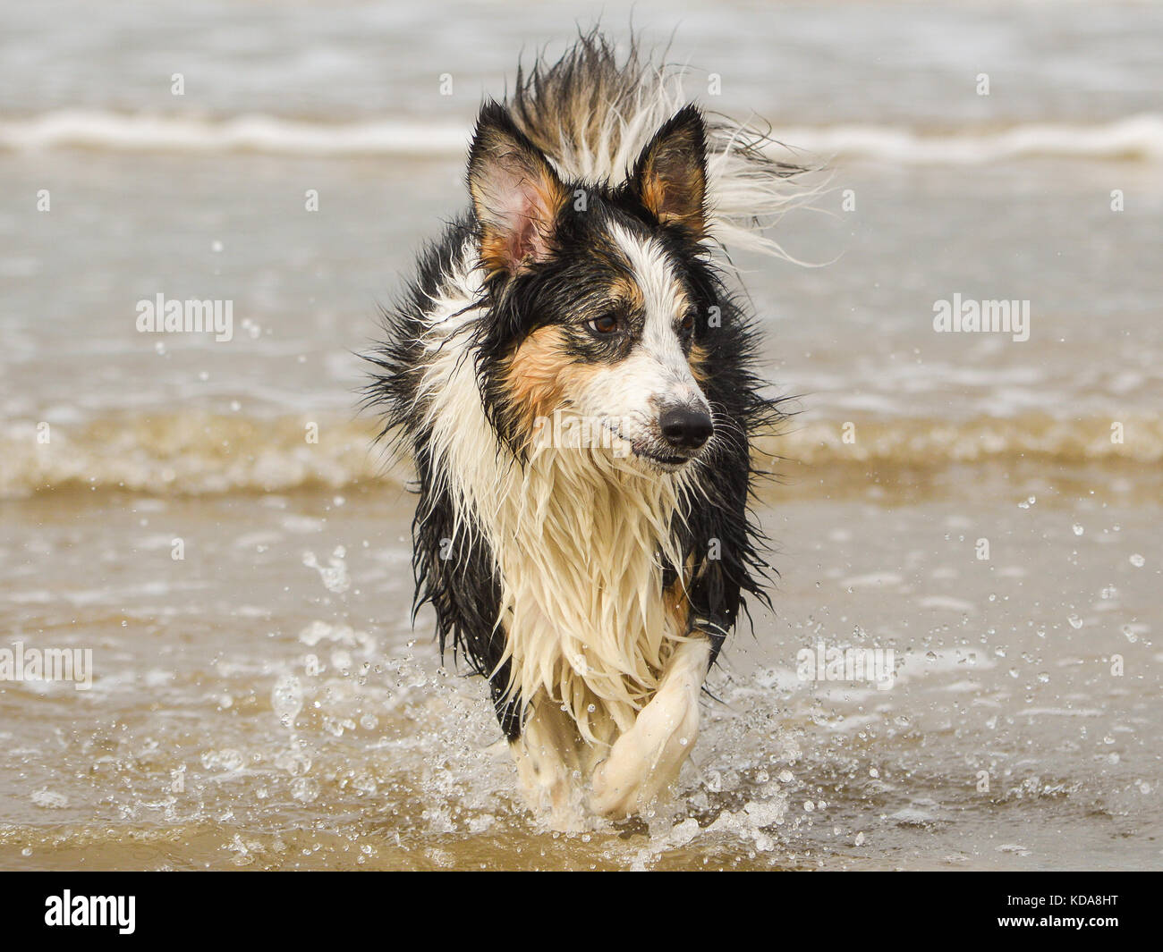 Border Collie In The Sea Stock Photo - Alamy