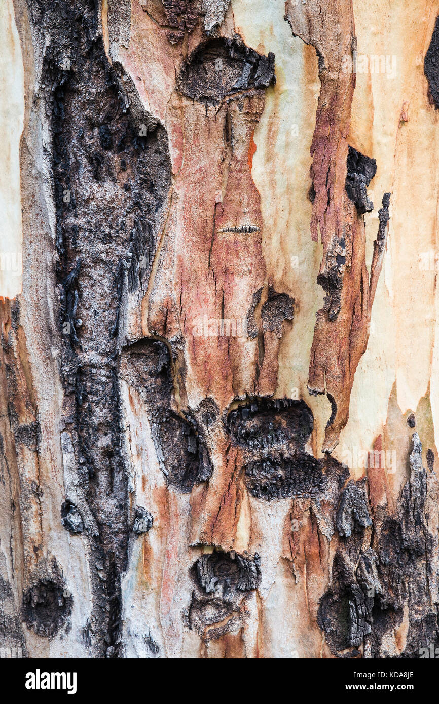 background. tree bark texture.wooden design Stock Photo - Alamy