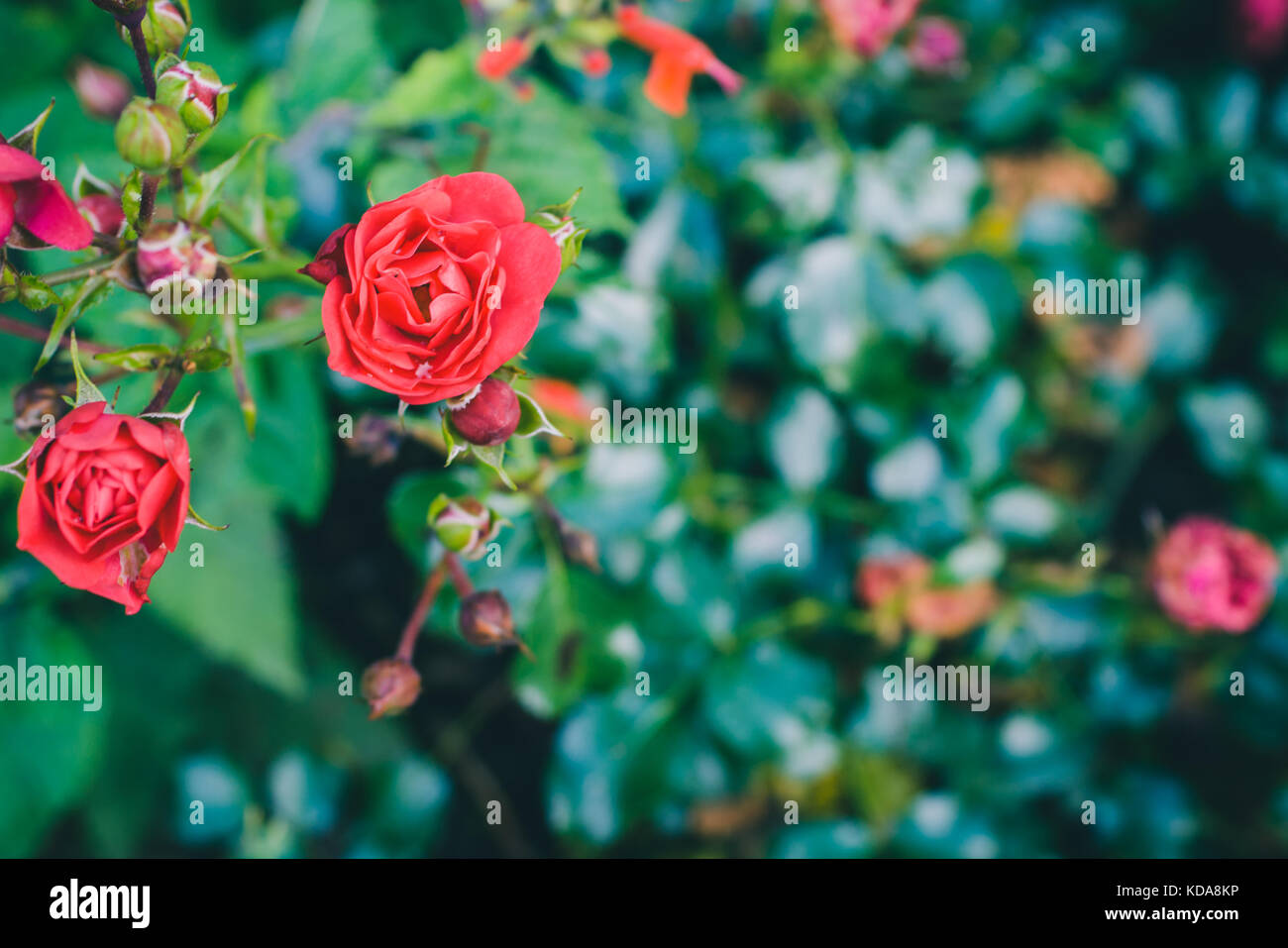 Beautiful red rose bush. Red roses bouquet with defocused foliage Stock ...