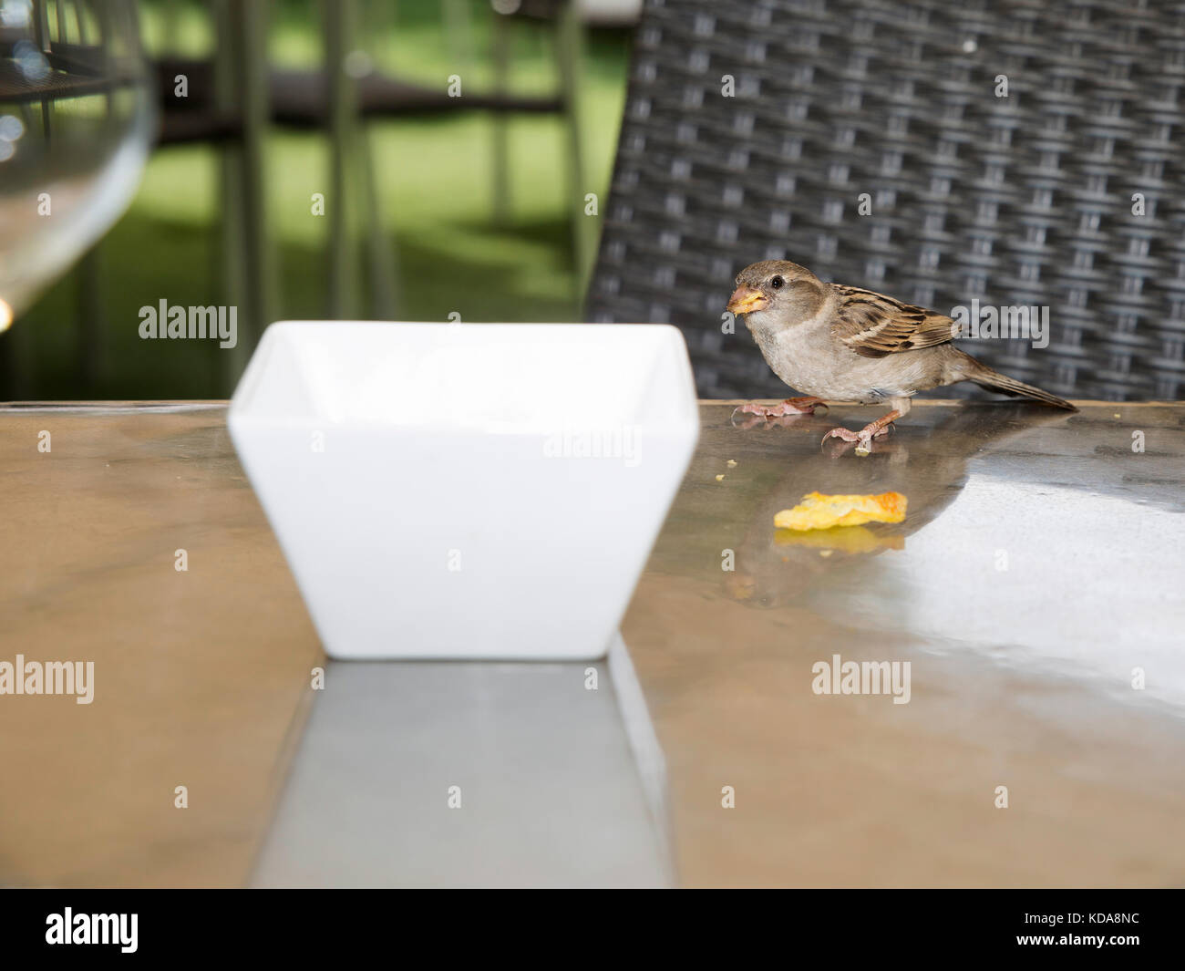 Hungry common sparrow on a table eating the remains Stock Photo - Alamy