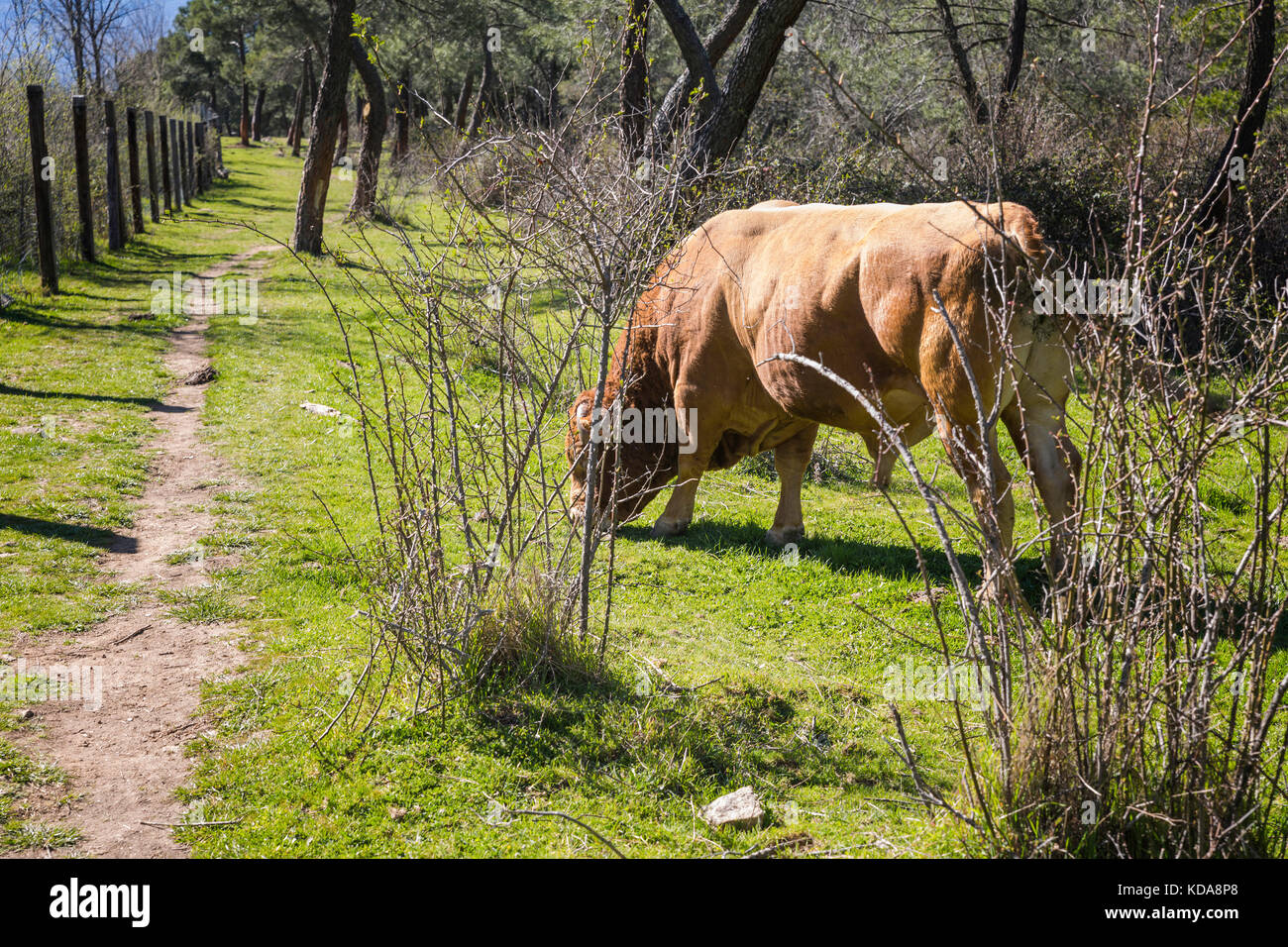 Ox animal hi-res stock photography and images - Alamy